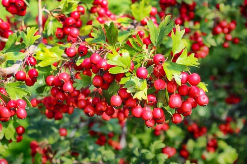 Le fruit de l’aubépine, sa récolte et son utilisation – Le marche vert