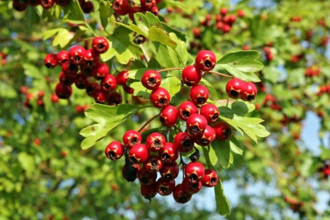 Le fruit de l’aubépine, sa récolte et son utilisation – Le marche vert