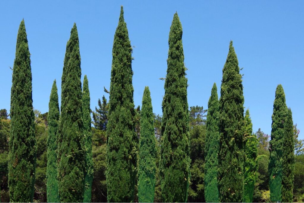 Cyprès : Inconvénients, plantation et types de variétés - Le marche vert
