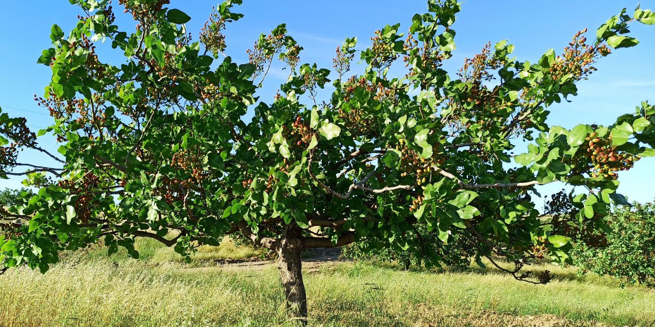 Pistachier : l'arbre qui produit les pistaches