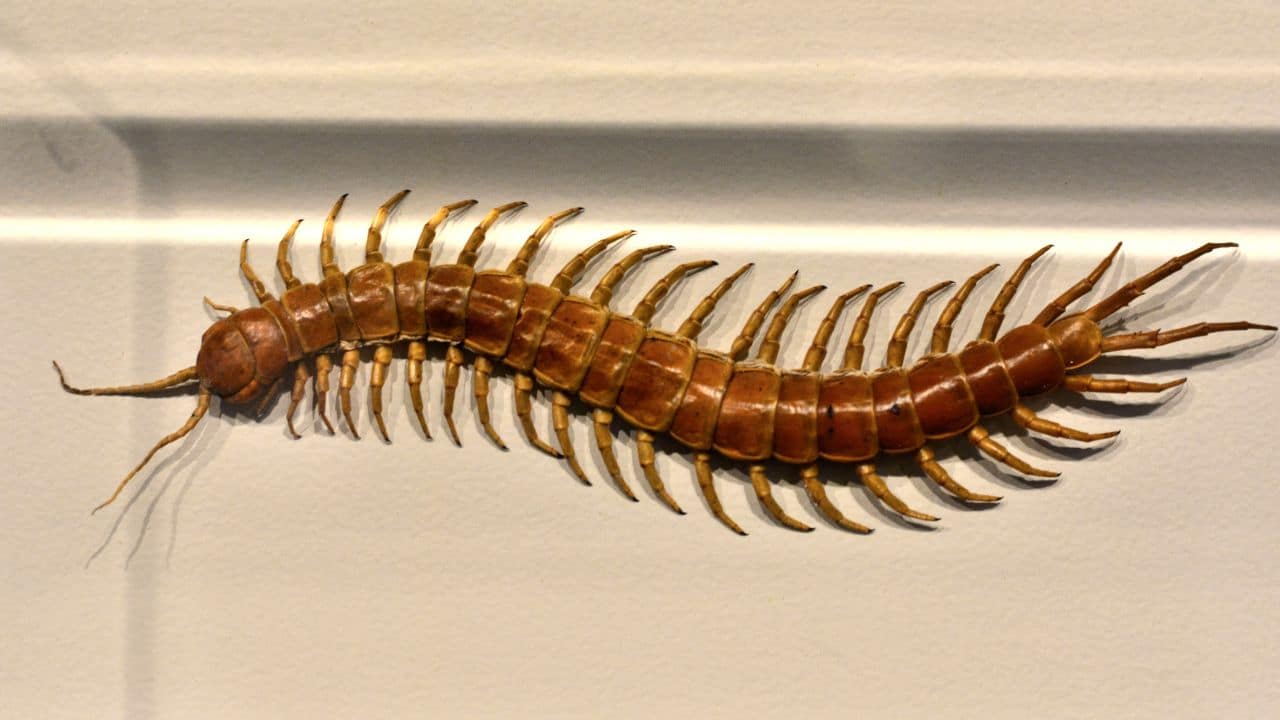 Mille-pattes dans la maison signification – Le marche vert
